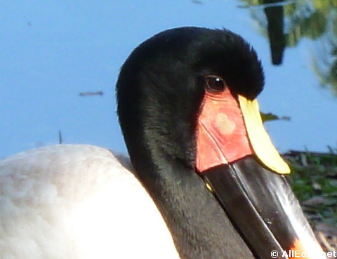 Animal Kingdom – The Storks of Discovery Island - AllEars.Net