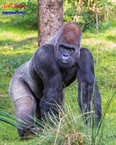 Gorilla Knuckle-Walking - AllEars.Net