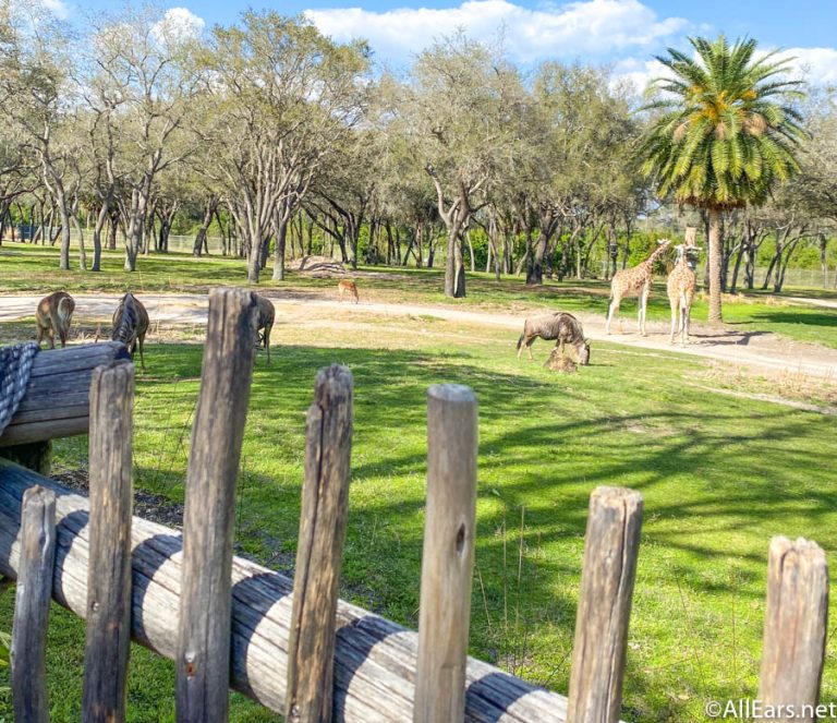 The Ultimate Guide To Disney World Landscaping - AllEars.Net