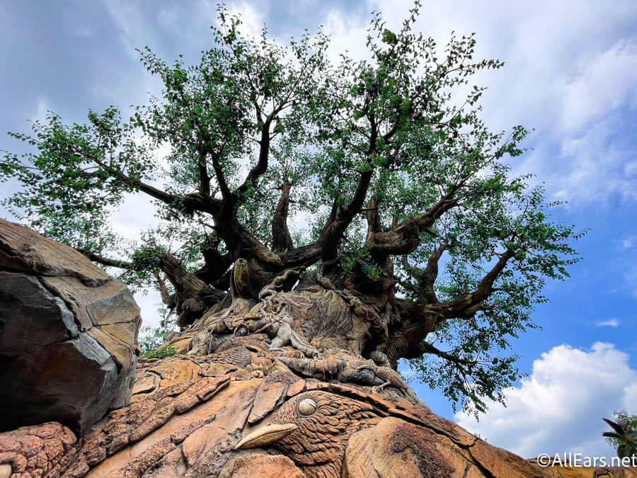 2021 WDW Animal Kingdom Tree of Life - AllEars.Net