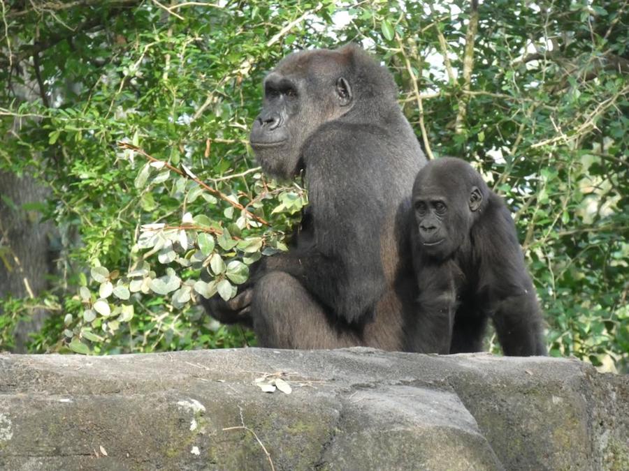 These Moms at Disney's Animal Kingdom Are the Cutest Thing You'll See ...