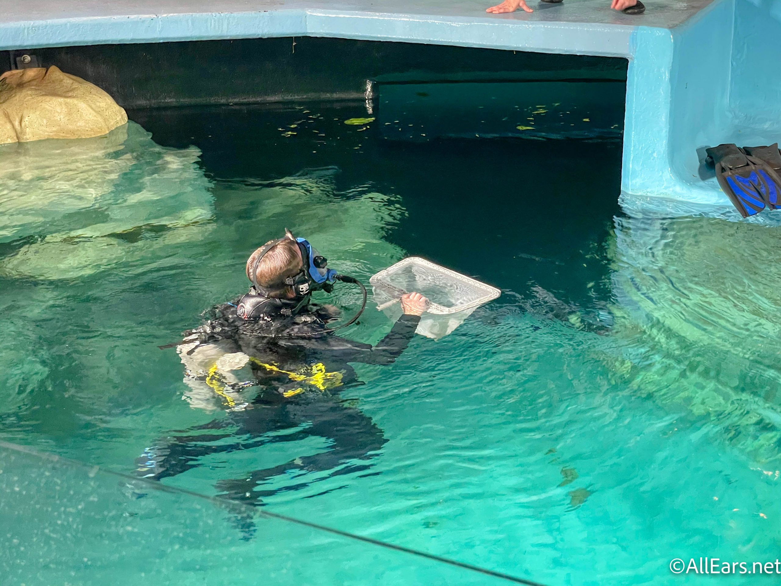 wdw 2021 epcot the seas manatee tank dropped item cleaning diver scuba ...
