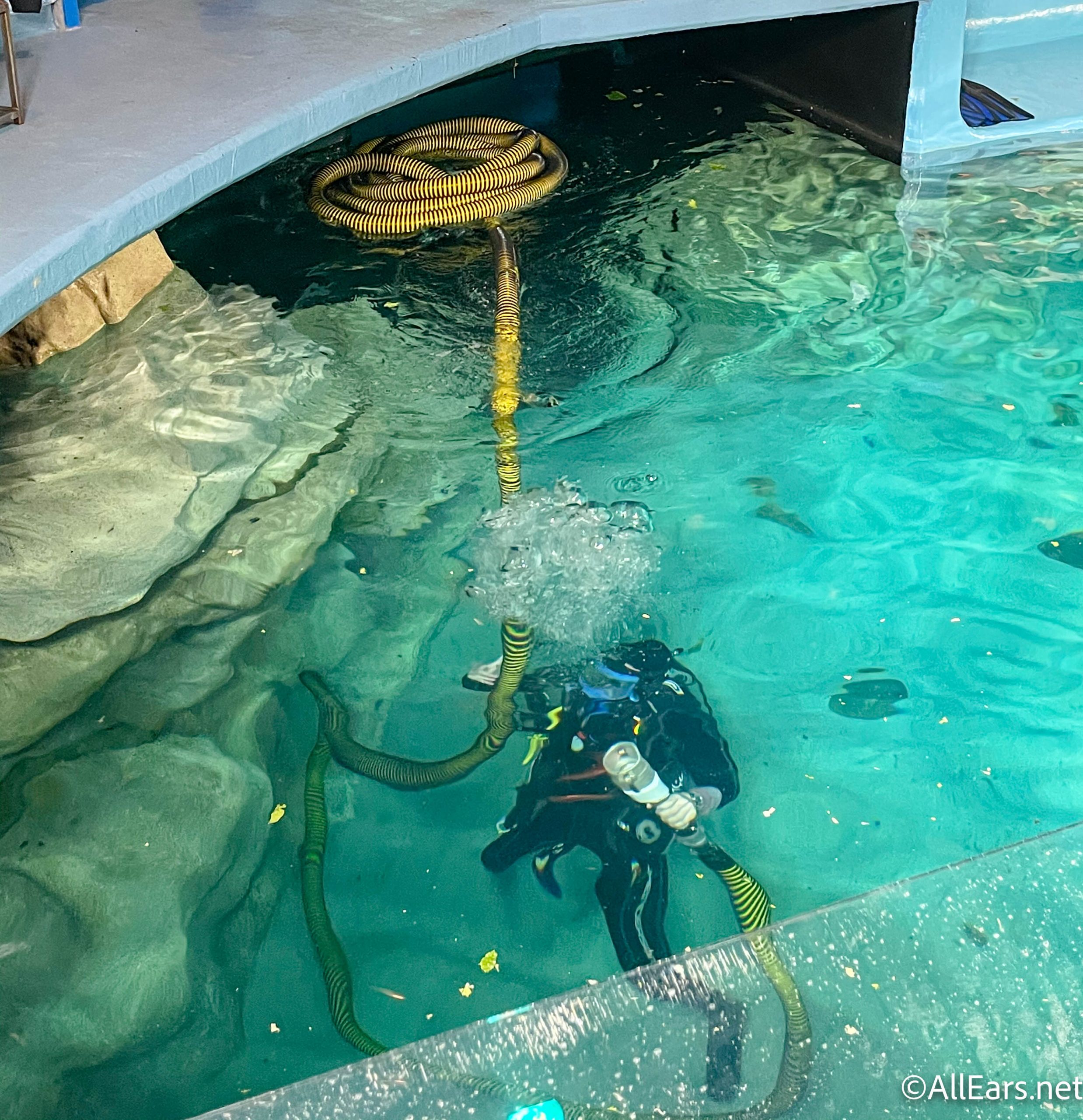 wdw 2021 epcot the seas manatee tank dropped item cleaning diver scuba ...