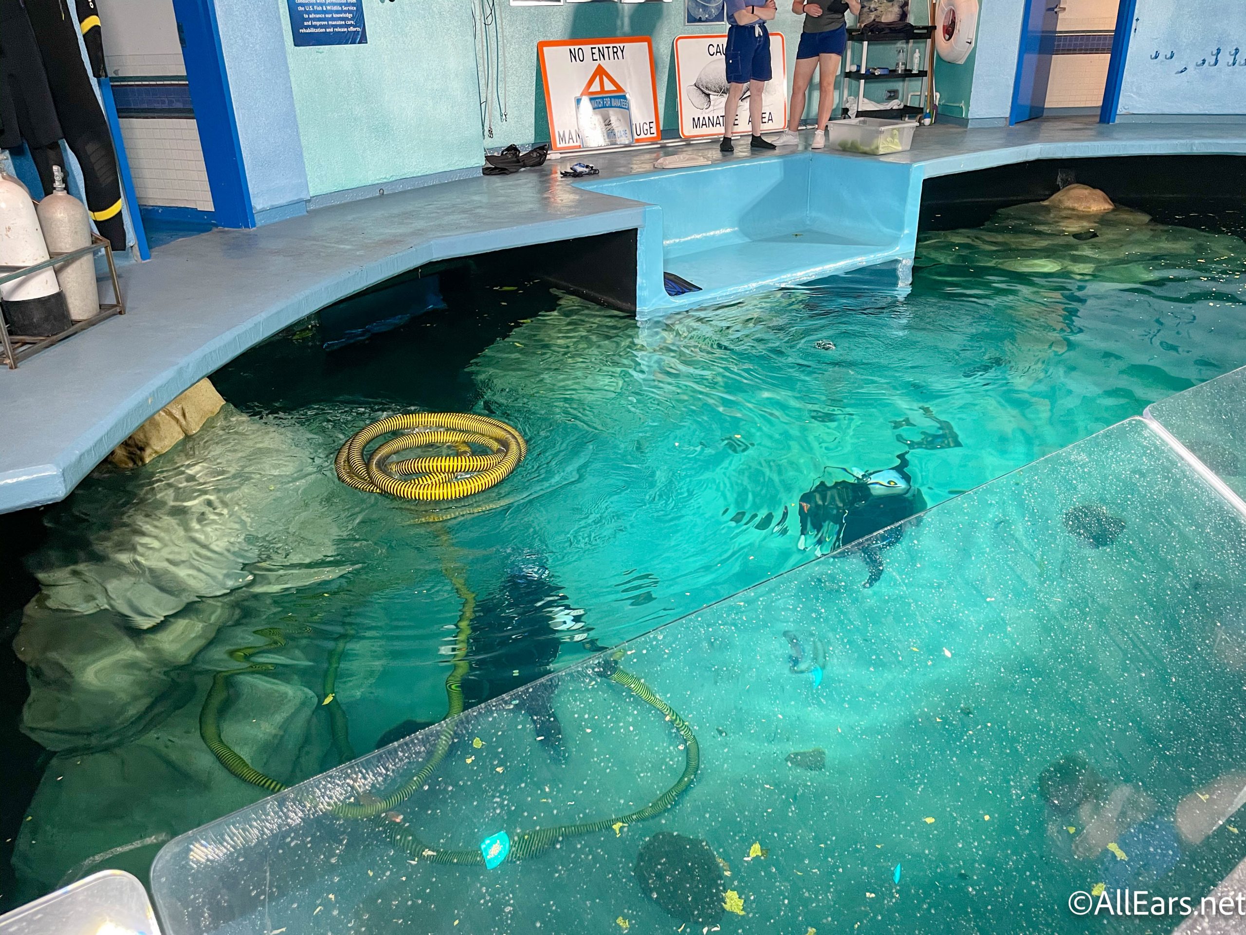 wdw 2021 epcot the seas manatee tank dropped item cleaning diver scuba ...