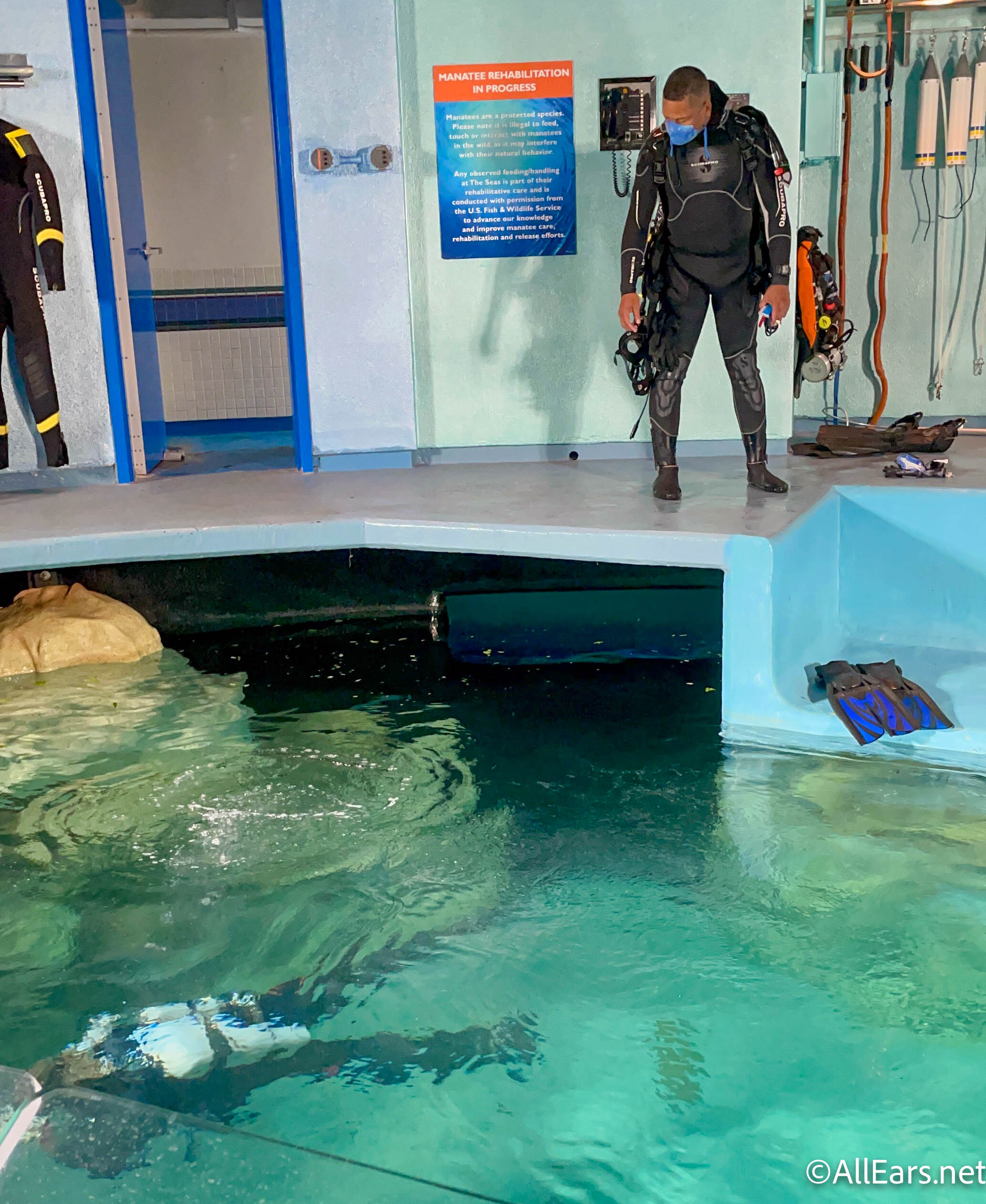 wdw 2021 epcot the seas manatee tank dropped item cleaning diver scuba ...