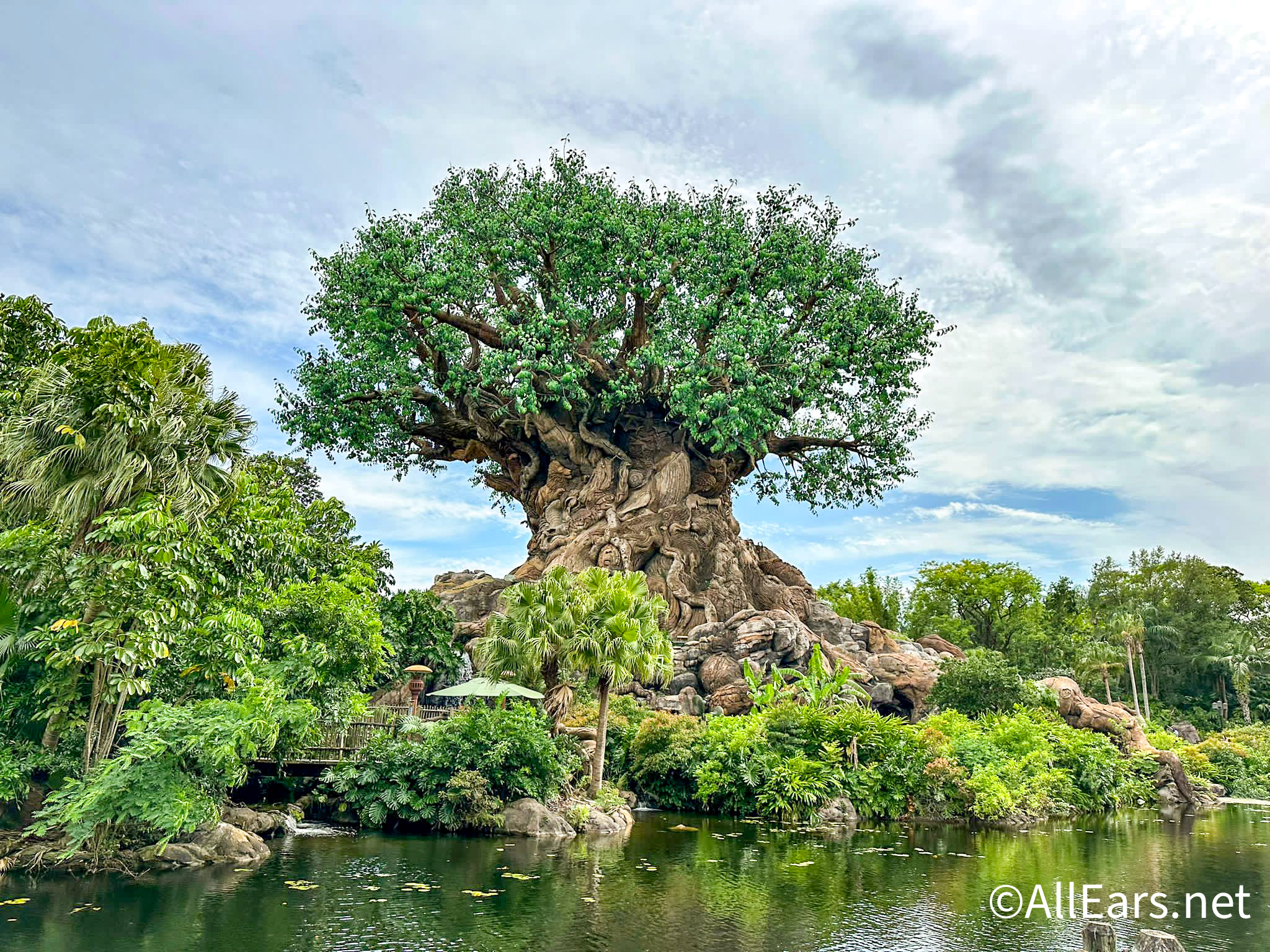 2023 WDW Animal Kingdom Tree of Life Atmo-1 - AllEars.Net