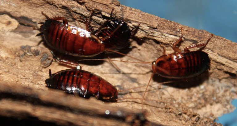 2023 wiki palmetto bug - AllEars.Net