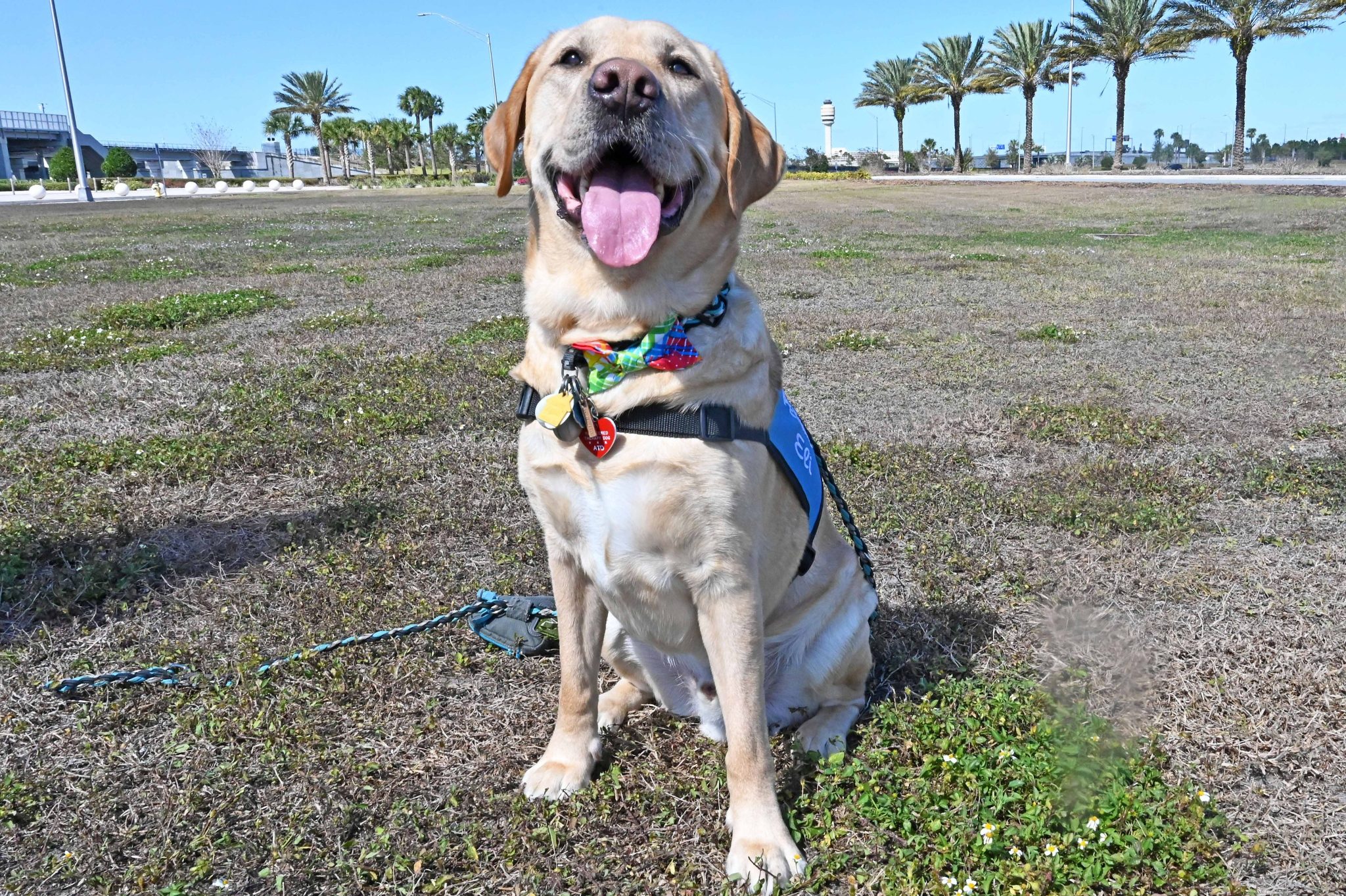 mco paw pilots - AllEars.Net