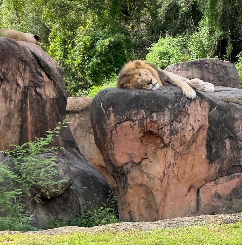 The Time A Lion Roared Into Walt Disney World … And It Wasn't Simba ...